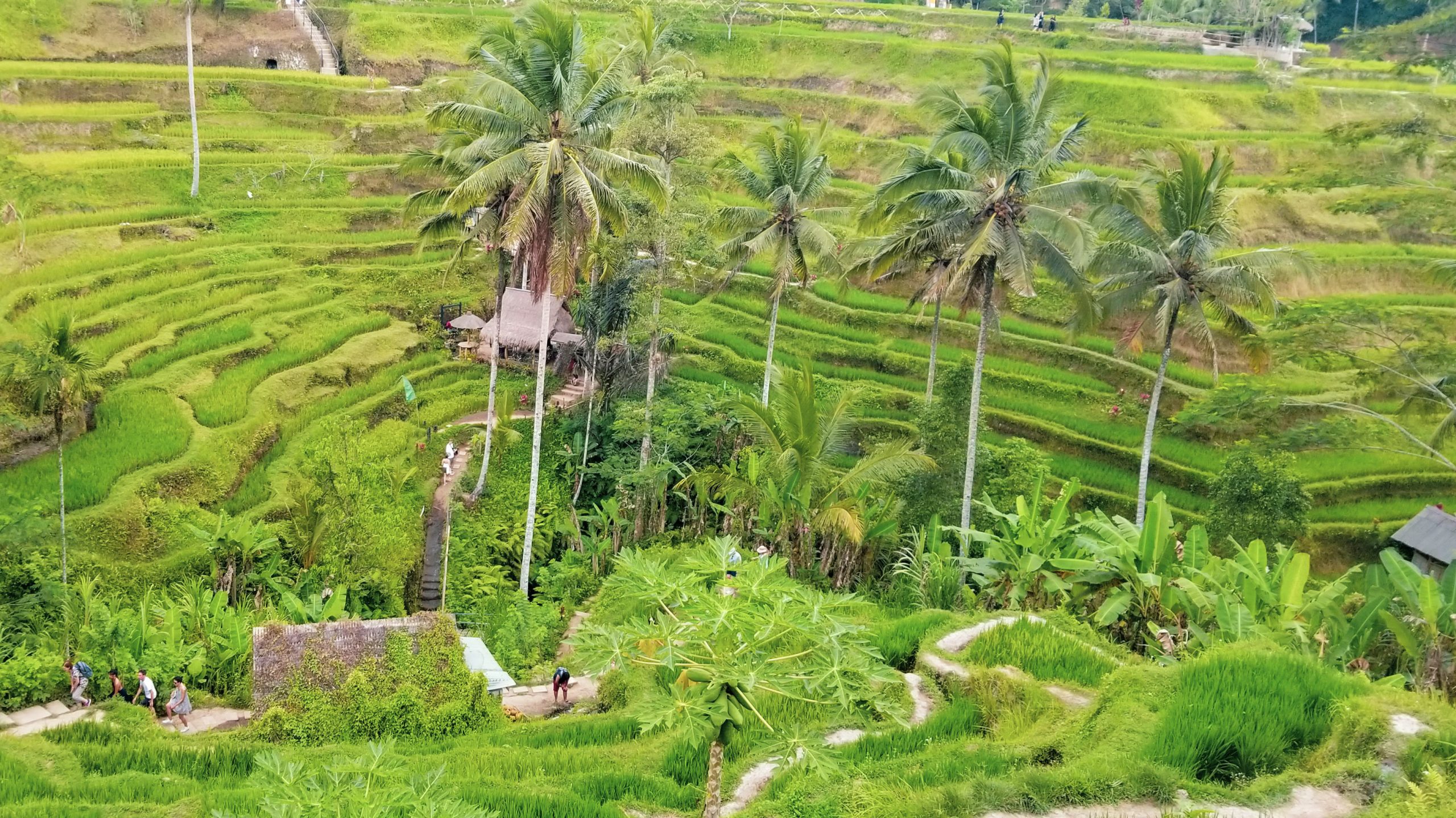 Things to do in Ubud - A Walk in the World - Places to visit in Bali