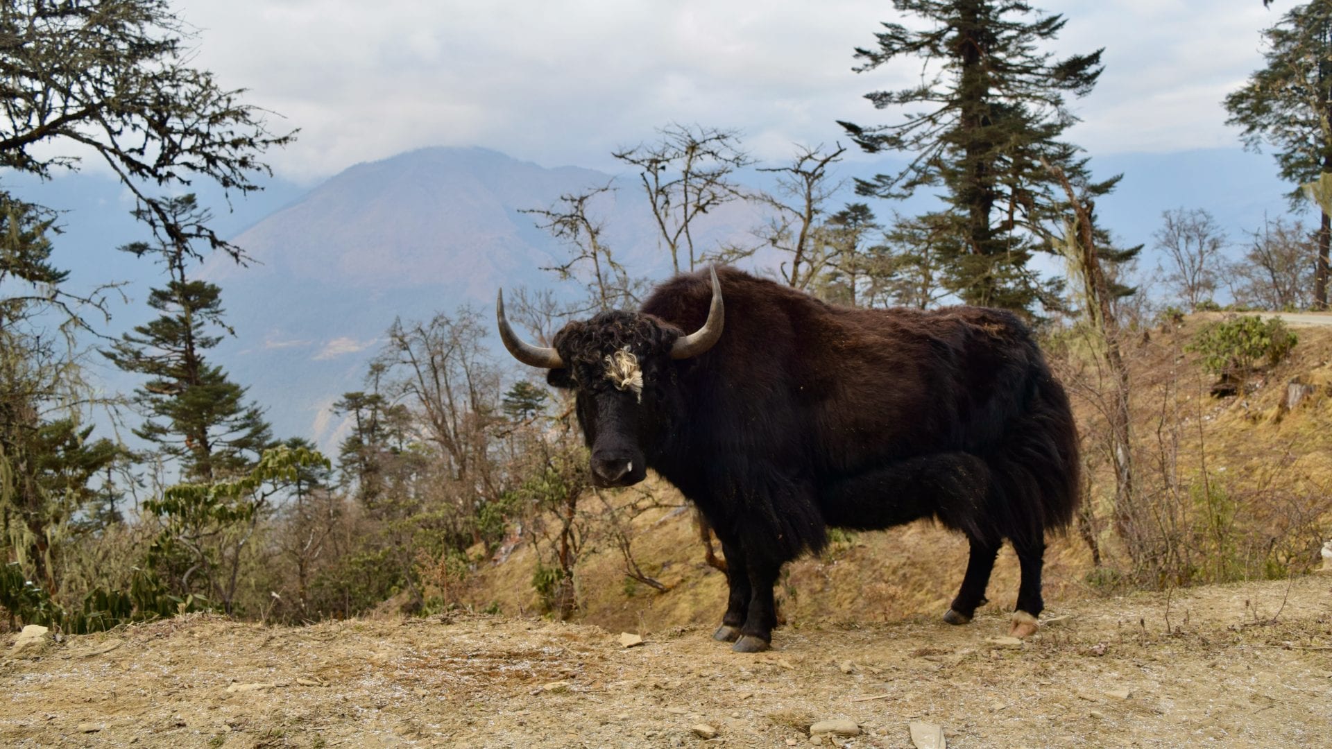 Phobjikha Valley in Bhutan - A Walk in the World - Places to Visit in ...